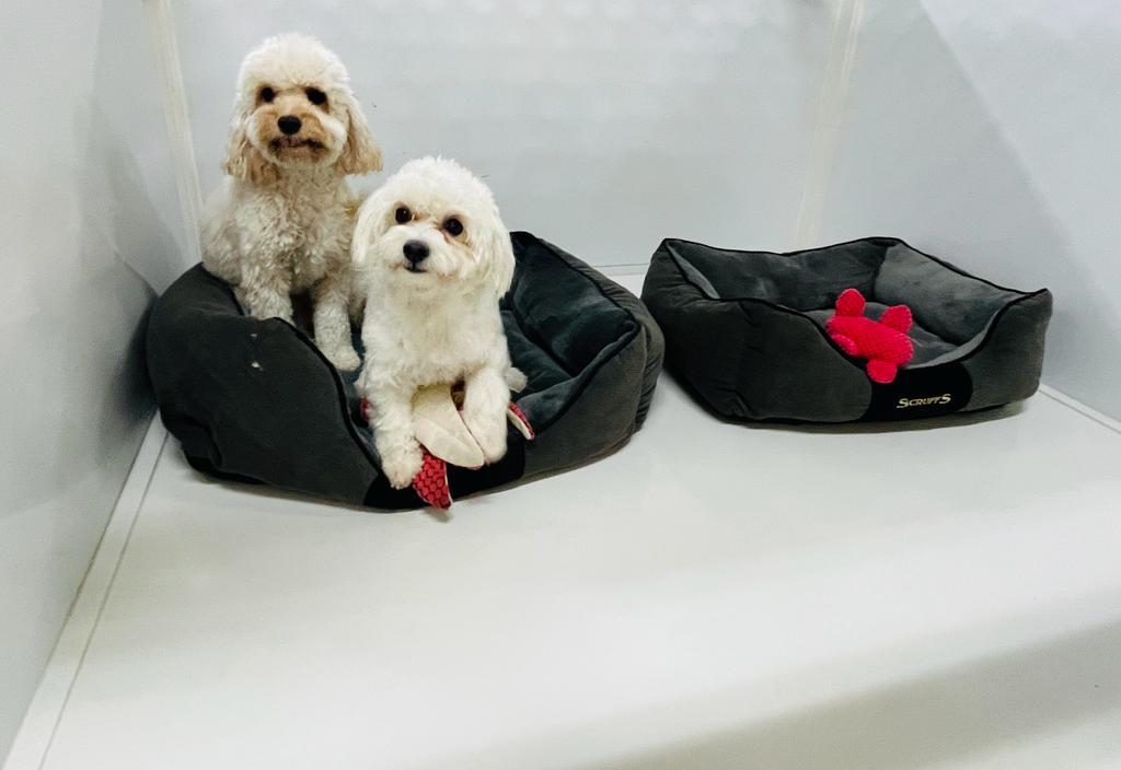 My Buddy Pet Care | Best pet care in Dubai